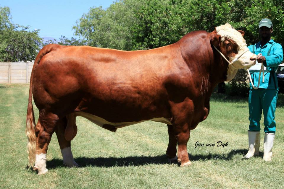 PN07-147 Brits - Embryo Plus