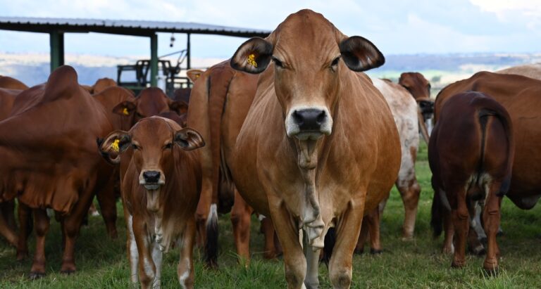 How Embryo Transfer Enhances Livestock Genetics on Farms - Embryo Plus