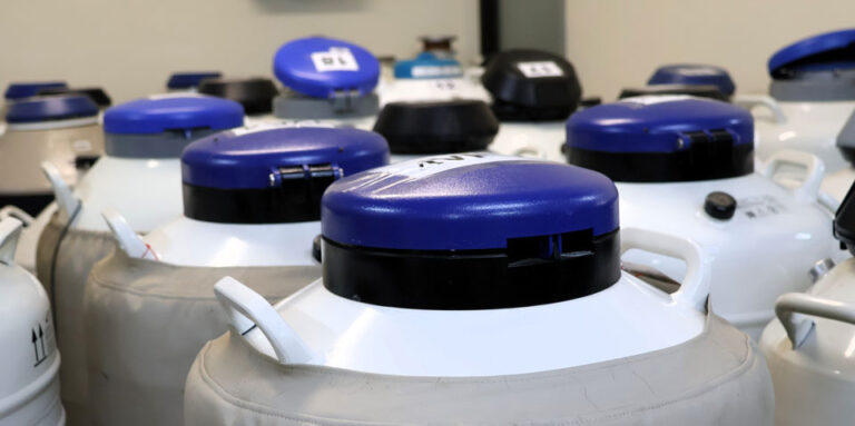 Sheep and Goats Services - Embryo Plus