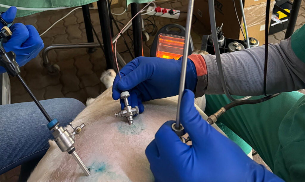 Sheep and Goats Services - Embryo Plus