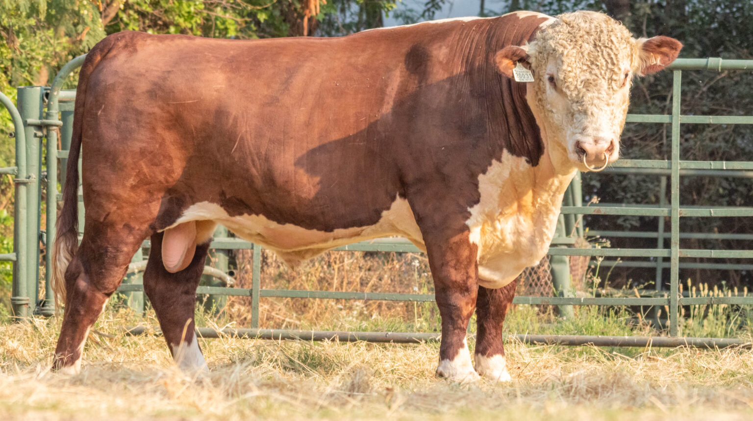 Hereford - Puttergill Frontline - Embryo Plus
