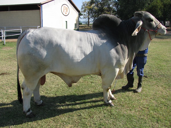 RIO 06-022 RIO MR ROYAL SALUTE - Embryo Plus